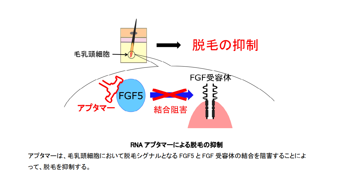 【SEEDS美容】脱毛因子FGF5タンパク質のはたらきを阻害する人工核酸 | 産学連携情報